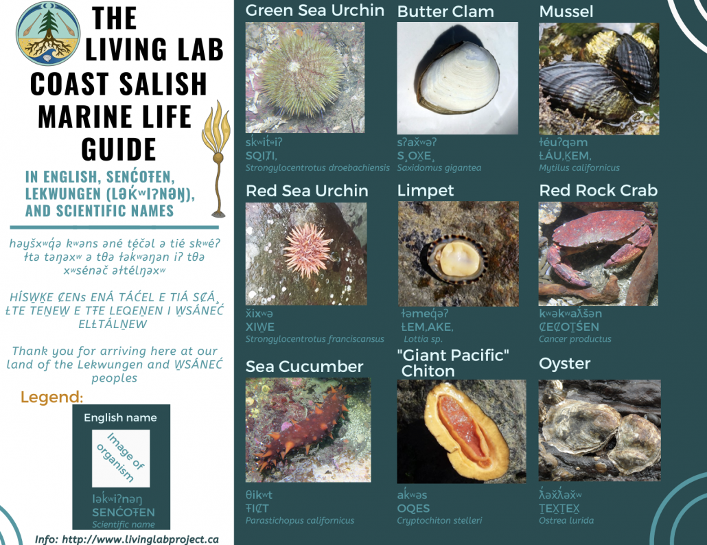 Plant and Marine Guides - Living Lab